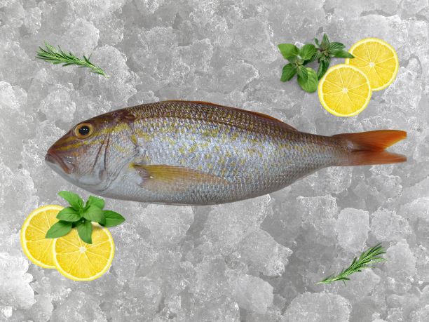 Small White Snapper 900g – SGWetMarket