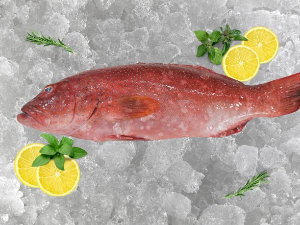 Small Red Grouper 600g~700g – SGWetMarket