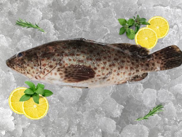 Flower Grouper 600g~700g – SGWetMarket
