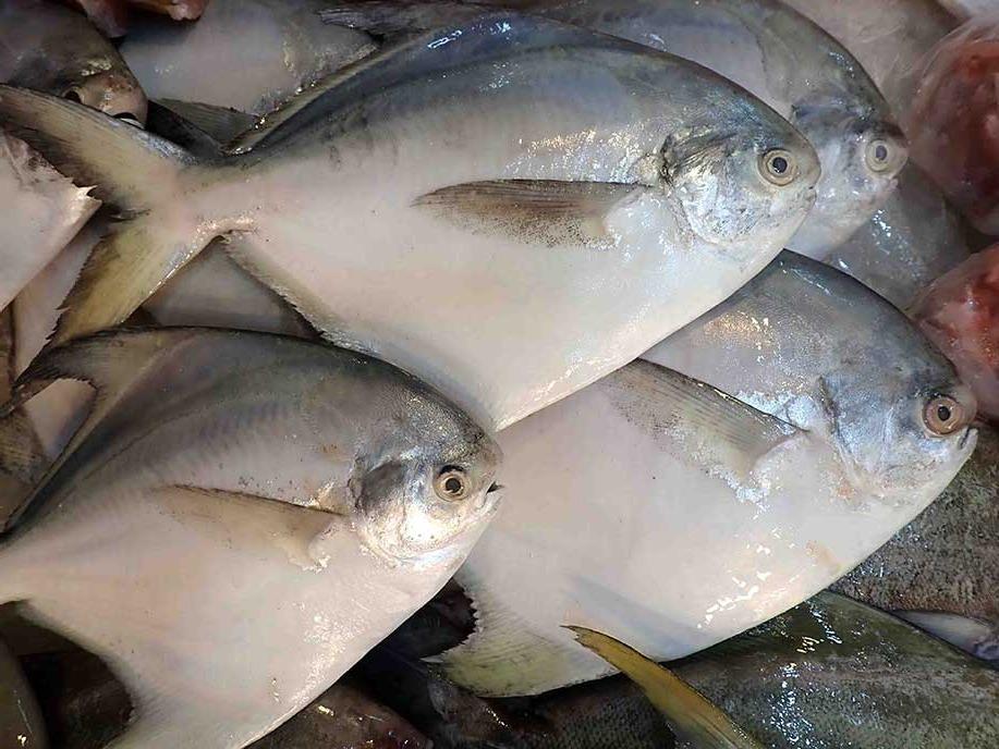 White Pomfret 500g – SGWetMarket